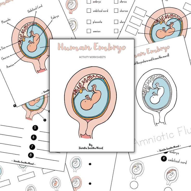 HUMAN EMBRYO: Montessori 3 Parts Card and 60 Pages Worksheet | Human ...
