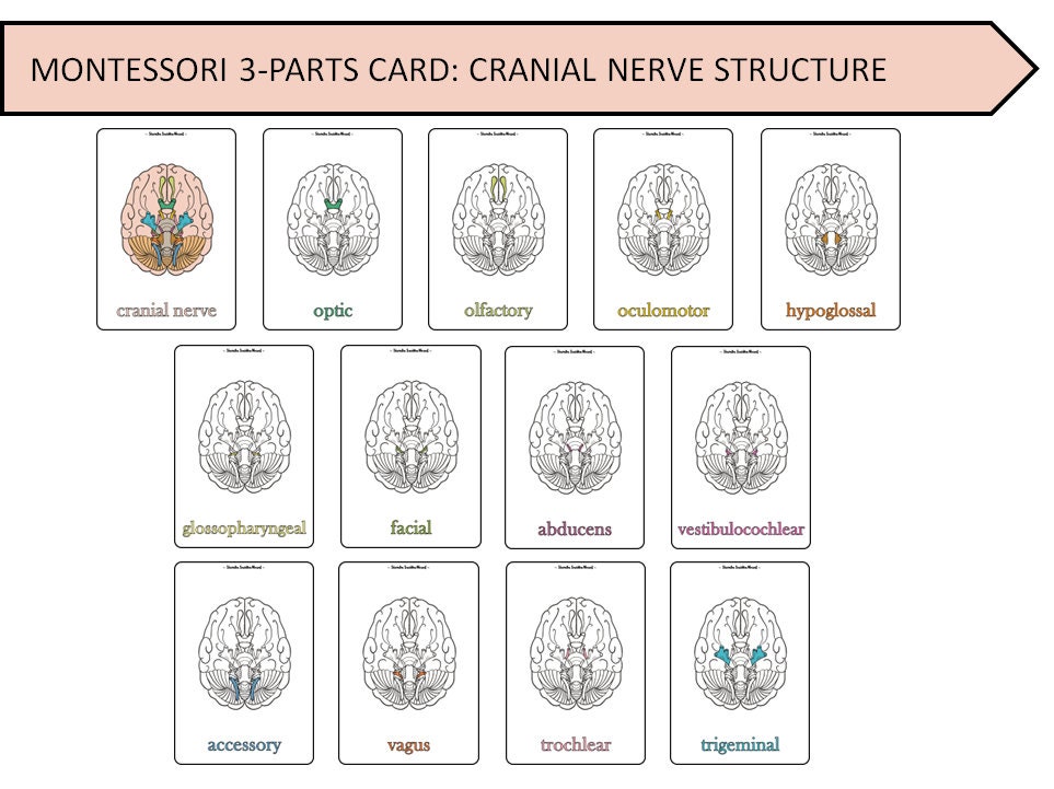 CRANIAL NERVE STRUCTURE: Montessori 3 Parts Card and 80 Worksheet Pages ...