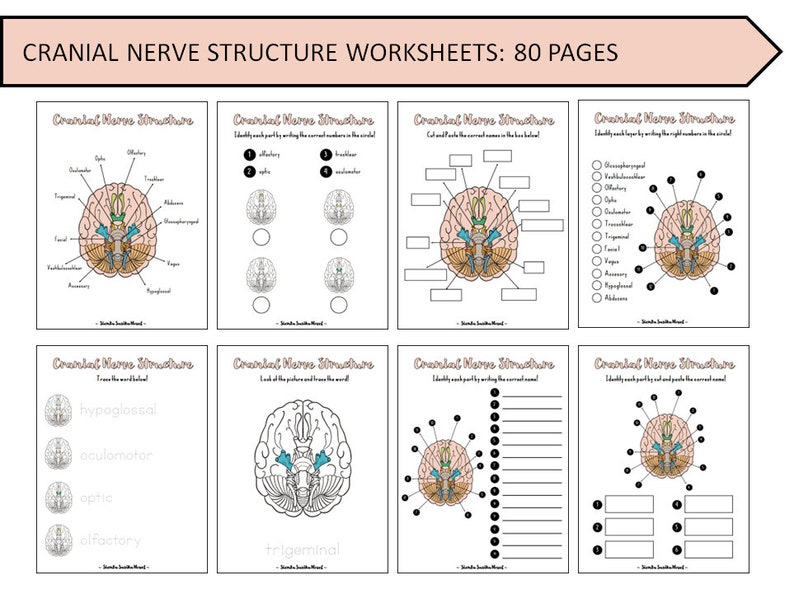 CRANIAL NERVE STRUCTURE: Montessori 3 Parts Card and 80 Worksheet Pages ...