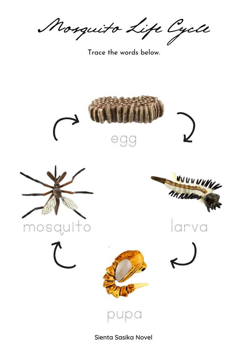 LIFE CYCLE: Mosquito Life Cycle for Your Figurine Life Cycle Material ...