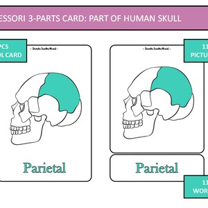 HUMAN SKULL: Montessori 3 Parts Card and 68 Pages Worksheet | Skull ...