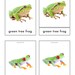 MONTESSORI 3 PARTS CARD: Real Picture of Amphibian Homeschool, Home ...