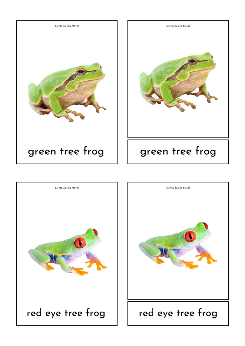 MONTESSORI 3 PARTS CARD: Real Picture of Amphibian | Homeschool, Home ...