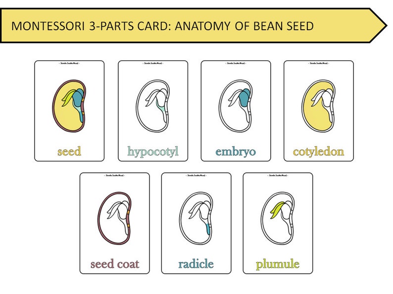 BEAN SEED ANATOMY: Montessori 3 Parts Card and 45 Pages Worksheet ...