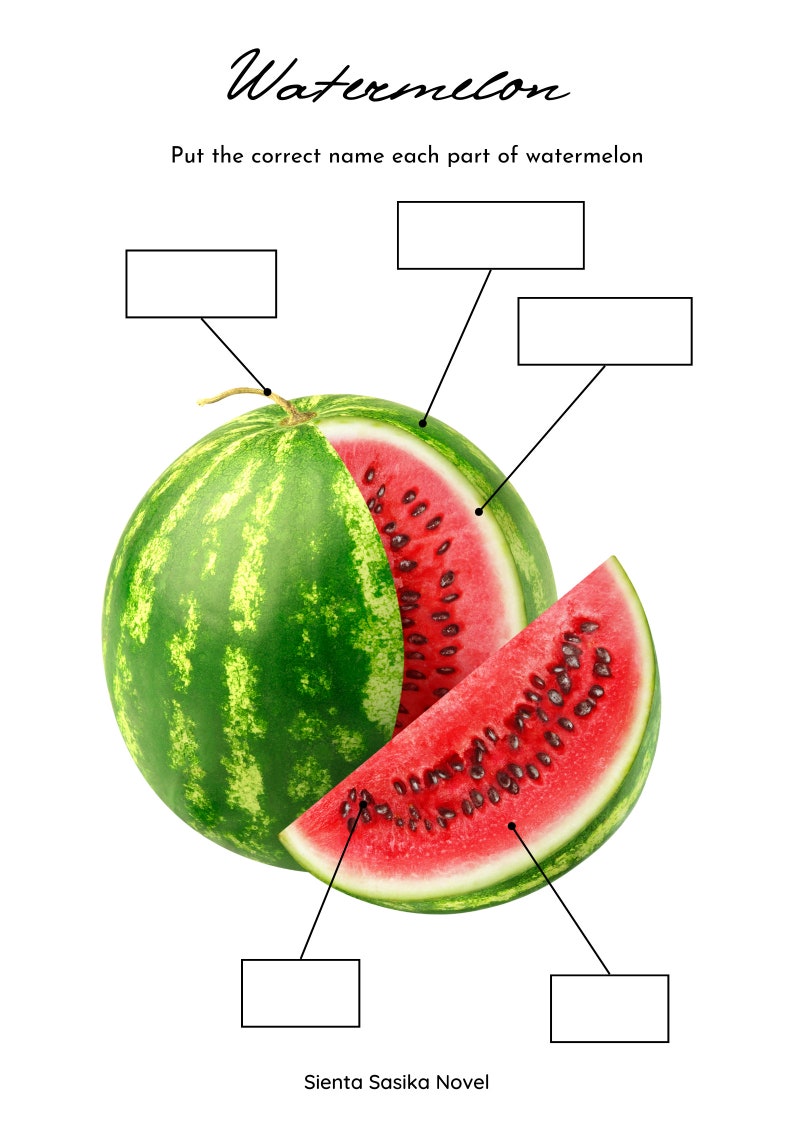 PART OF FRUIT: Watermelon Semangka Learning Anatomy of Fruit Botany ...