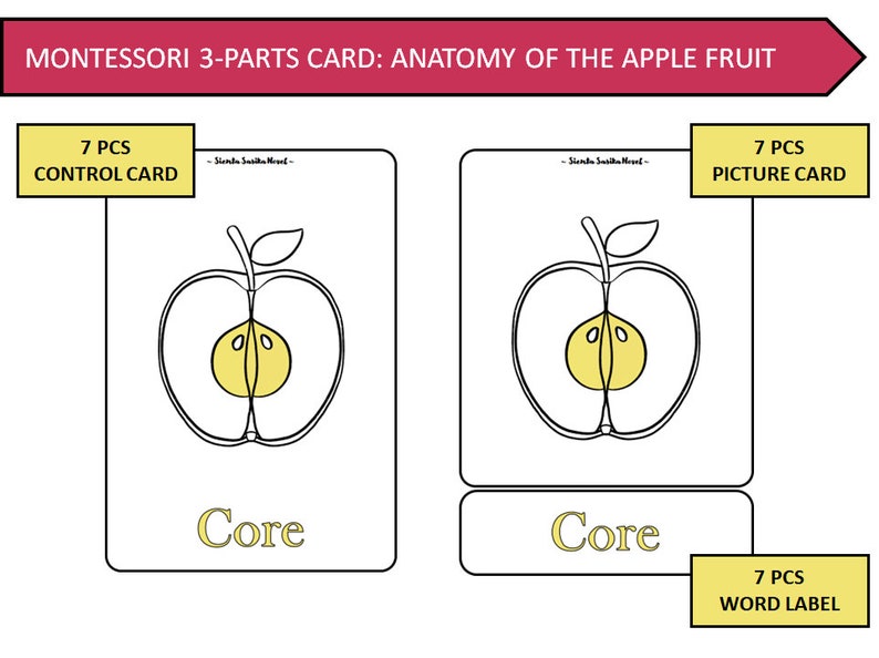ANATOMY of THE APPLE: Montessori 3 Parts Card and 40 Pages Worksheet ...