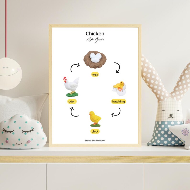 POSTER of Chicken Life Cycle, Ladybird/ladybug Life Cycle, Grasshopper ...