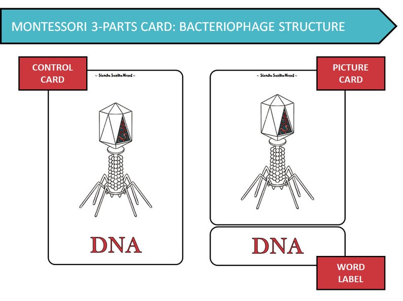 BACTERIOPHAGE STRUCTURE: Montessori 3 Parts Card and 56 Pages Worksheet ...