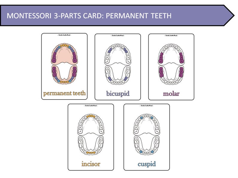 PERMANENT TEETH: Montessori 3 Parts Card and 60 Pages Worksheet | Human ...