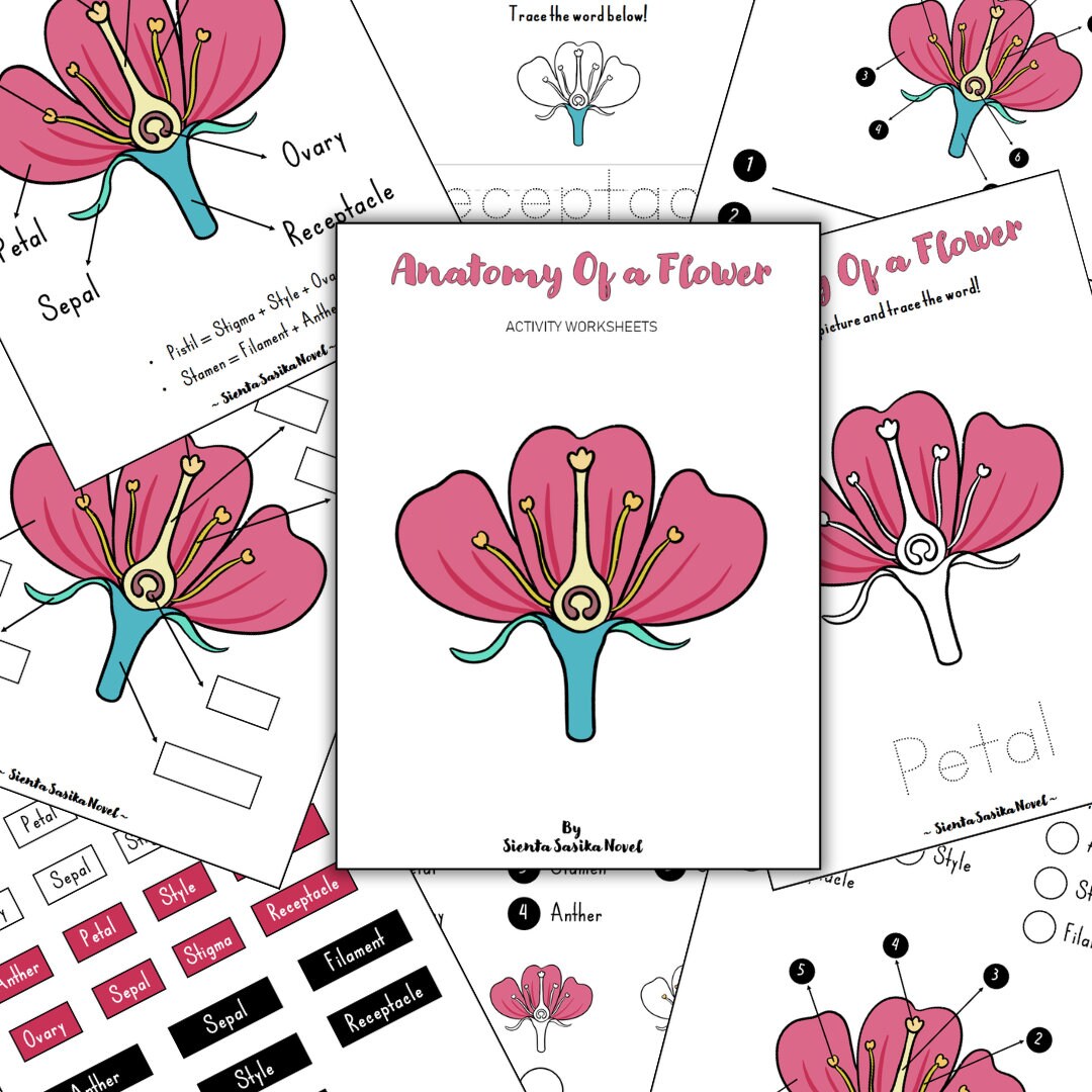 FLOWER ANATOMY: Montessori 3 Parts Card and 50 Pages Worksheet | Flower ...