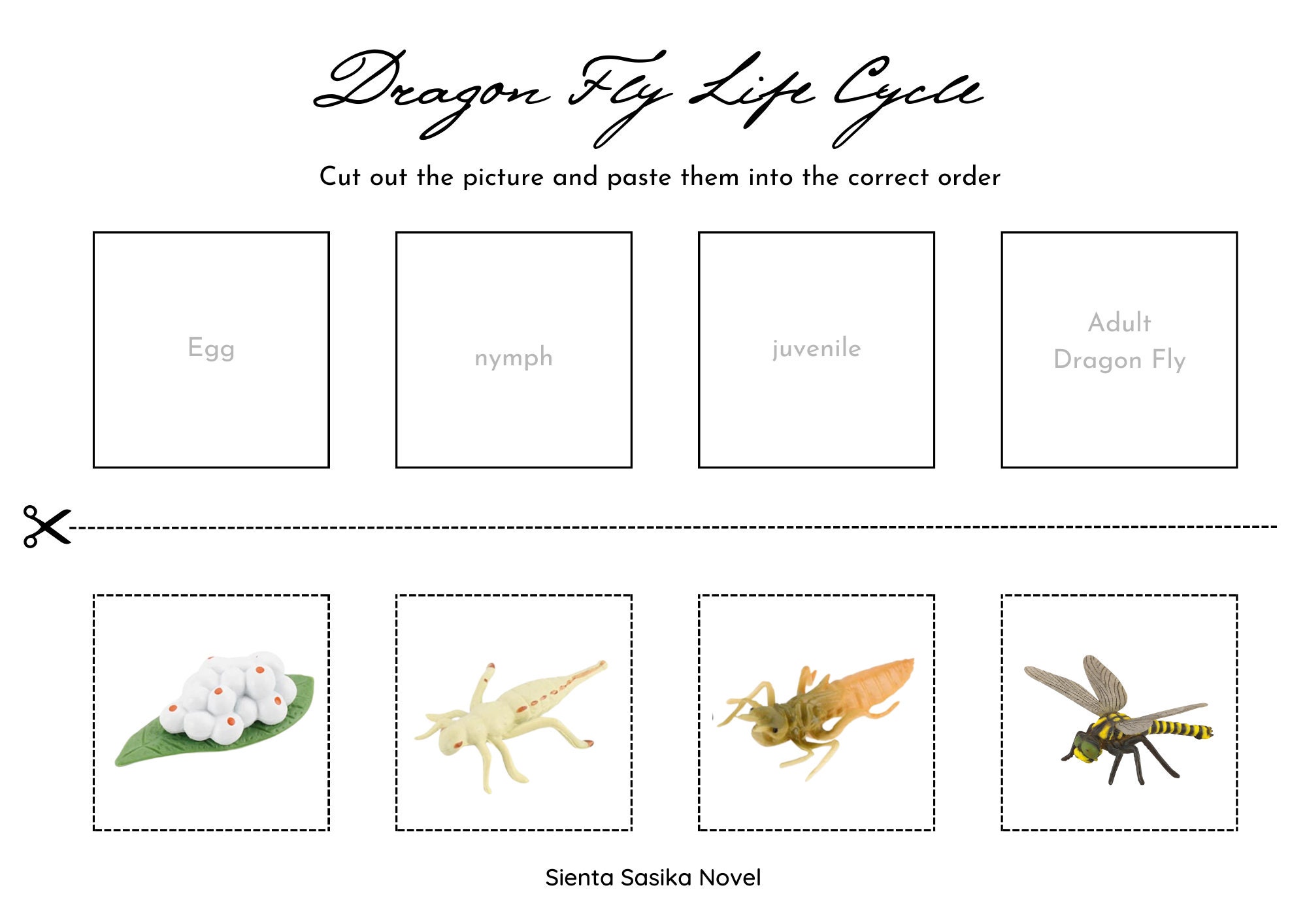 Dragonfly Life Cycle Worksheet LIFE CYCLE: Dragon Fly Life Cycle For