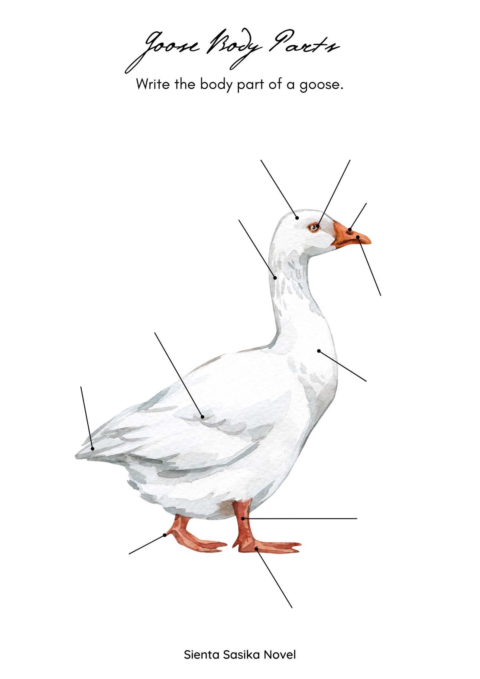 MINI STUDY: Farm Animals Body Parts Total 470 Pages Anatomy Morphology ...