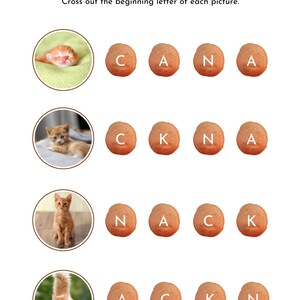 Cats Nature Unit Study: Homeschool Printable (386 Pages) (PDF) - Etsy