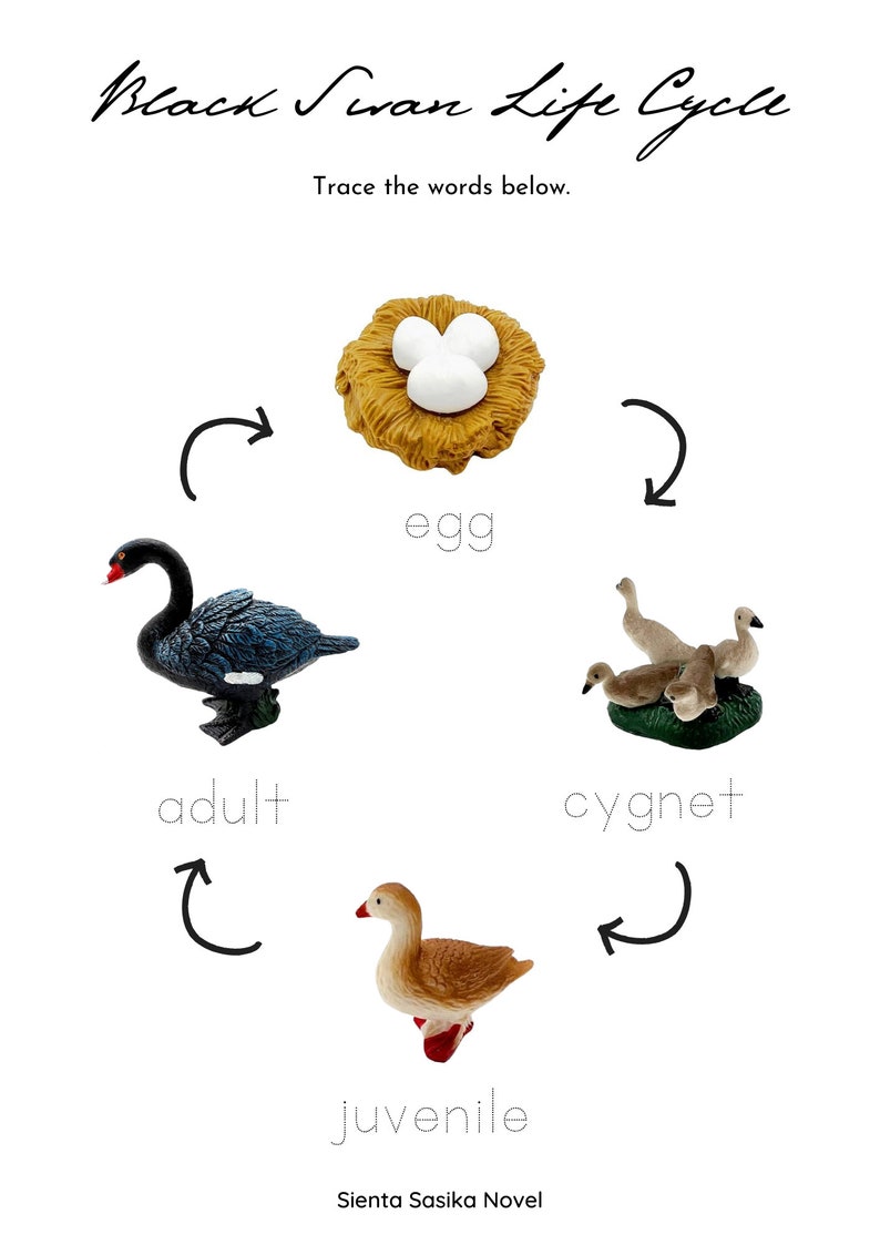 LIFE CYCLE: Black Swan Life Cycle for Your Figurine Life Cycle Material ...