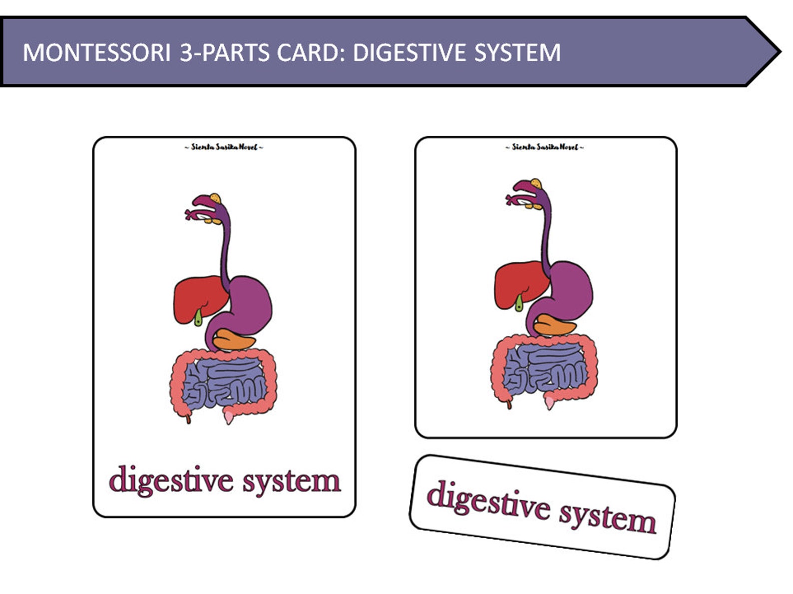 Digestive System Montessori 3-part Cards & Worksheets (PDF) - Etsy