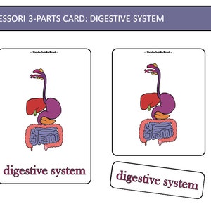 Digestive System Montessori 3-part Cards & Worksheets (PDF) - Etsy