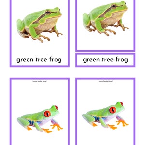 MONTESSORI 3 PARTS CARD: Real Picture of Amphibian | Homeschool, Home ...