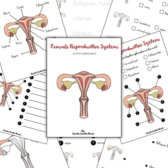 Reproductive System Worksheets Printable