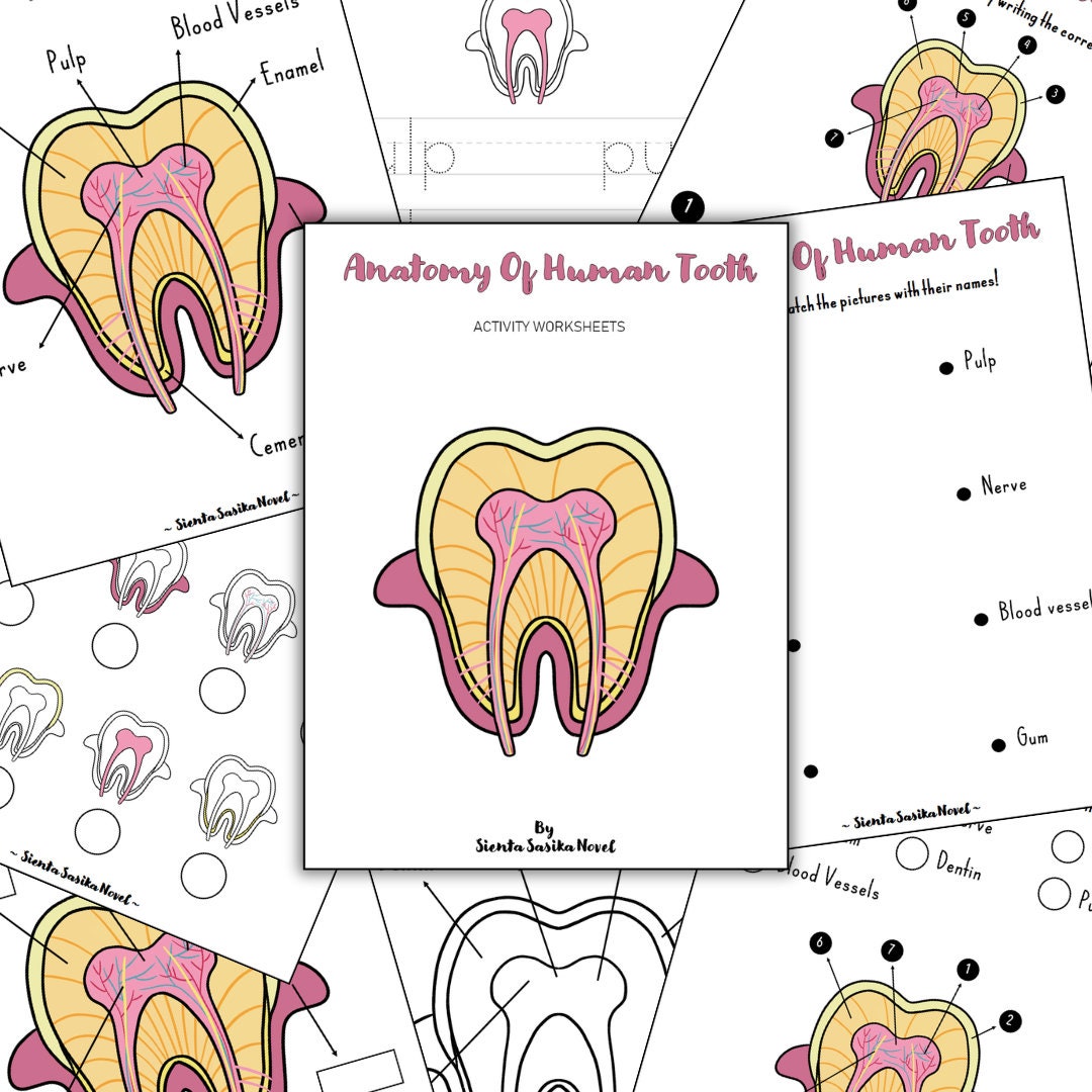 ANATOMY of HUMAN TOOTH: Montessori 3 Parts Card and 40 Pages Worksheet ...
