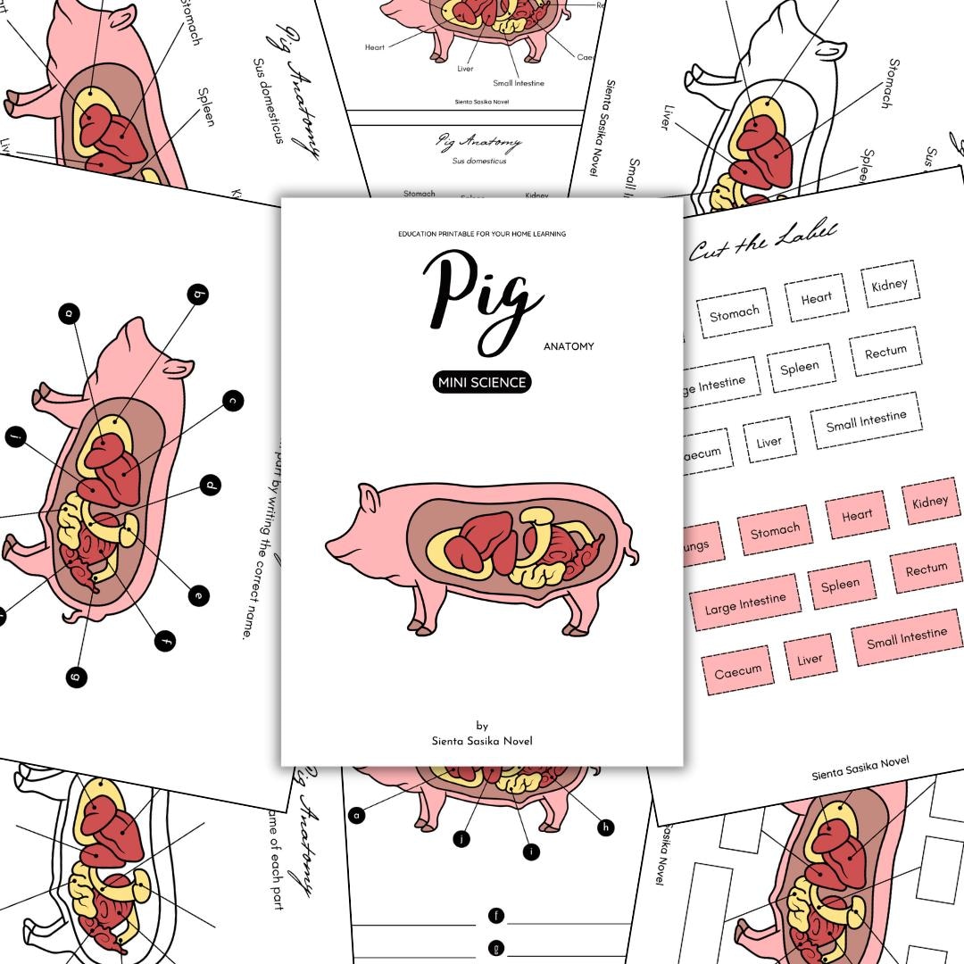 Mini Science: Learning Pig Anatomy, Animal Anatomy, Anatomy of a Pig - Etsy