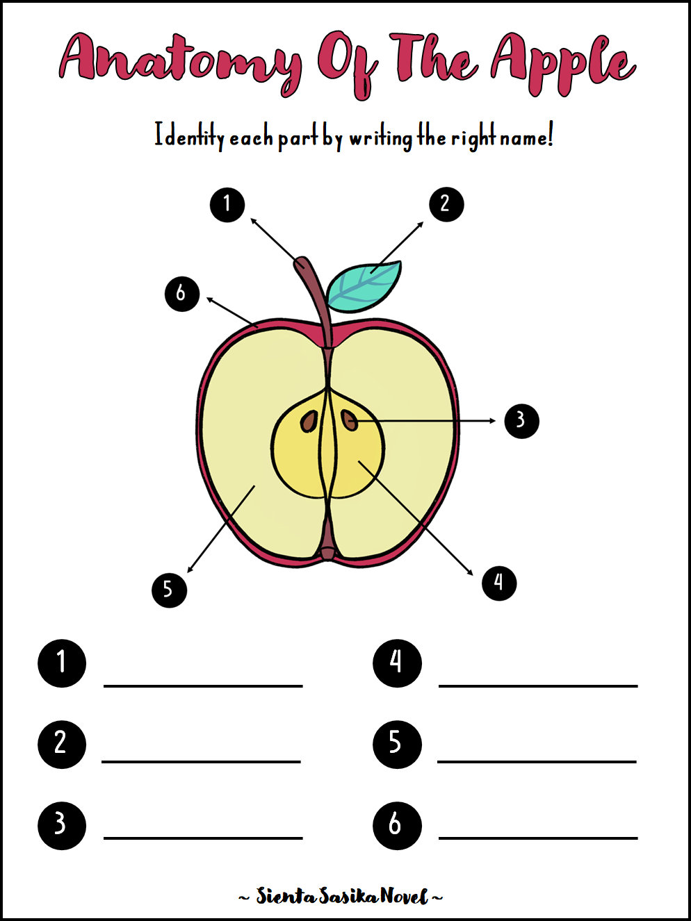 ANATOMY of THE APPLE: Montessori 3 Parts Card and 40 Pages - Etsy Australia