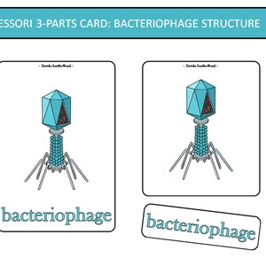 BACTERIOPHAGE STRUCTURE: Montessori 3 Parts Card and 56 Pages Worksheet ...