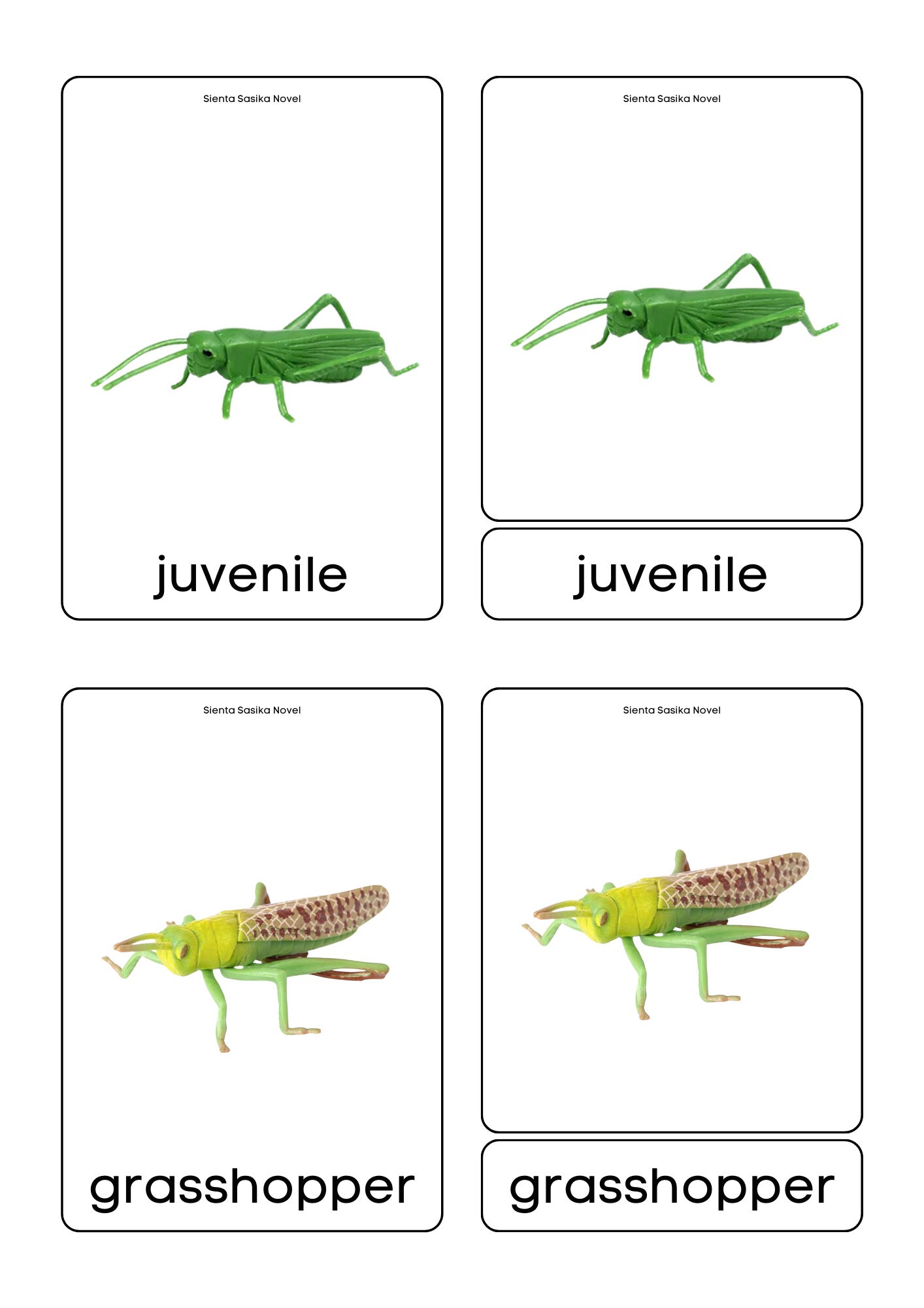 Grasshopper Life Cycle Printable: Montessori Zoology Cards (PDF) - Etsy