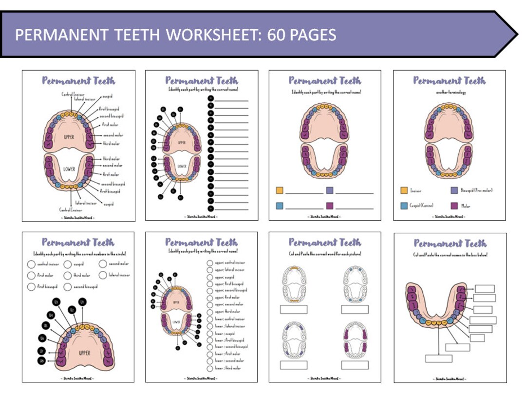 PERMANENT TEETH: Montessori 3 Parts Card and 60 Pages - Etsy