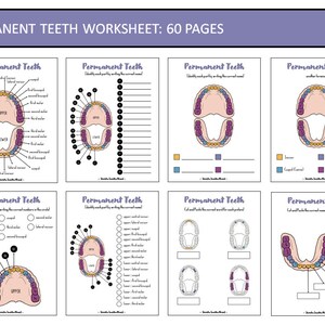PERMANENT TEETH: Montessori 3 Parts Card and 60 Pages Worksheet | Human ...
