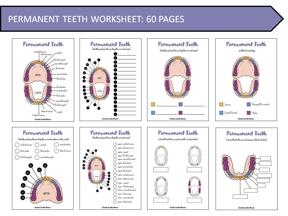 Montessori Permanent Teeth 3-part Cards & Worksheet (PDF) - Etsy