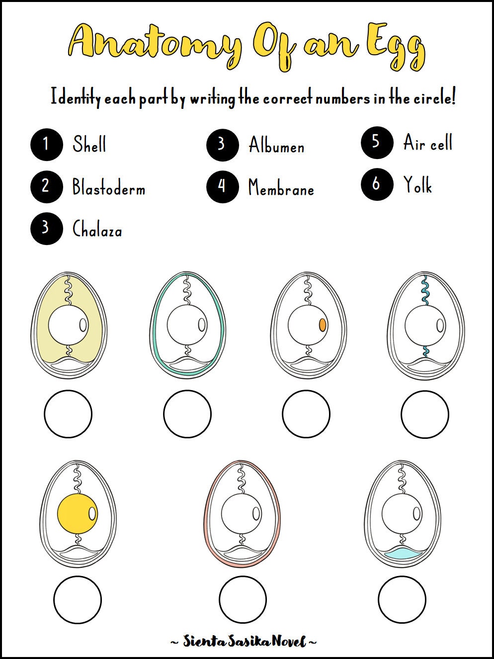 ANATOMY of AN EGG: Montessori 3 Parts Card and 50 Worksheet - Etsy