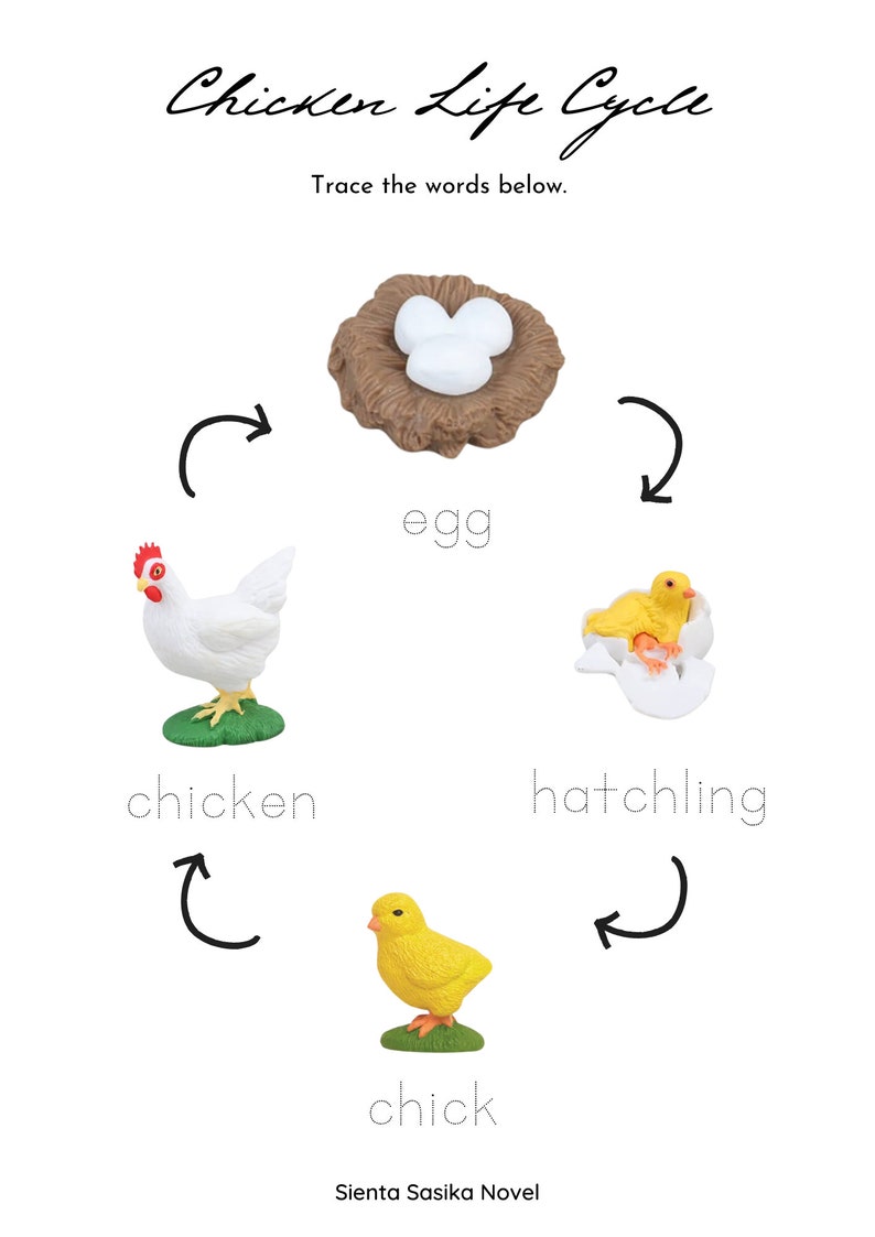 Chicken Life Cycle Printable: Montessori 3-part Cards & Worksheets ...