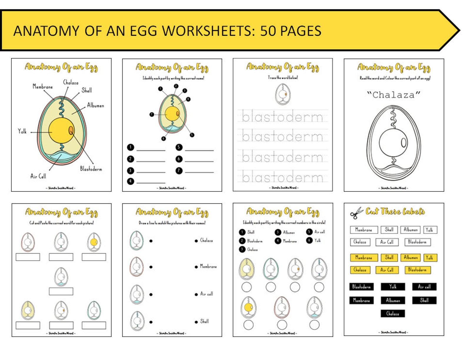 ANATOMY of AN EGG: Montessori 3 Parts Card and 50 Worksheet Pages Egg ...