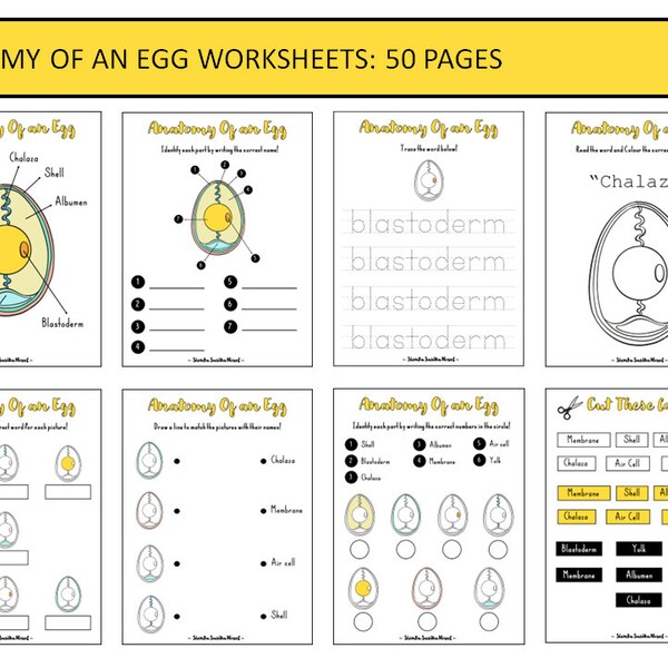 Anatomy of Chicken and Egg Worksheet - Etsy