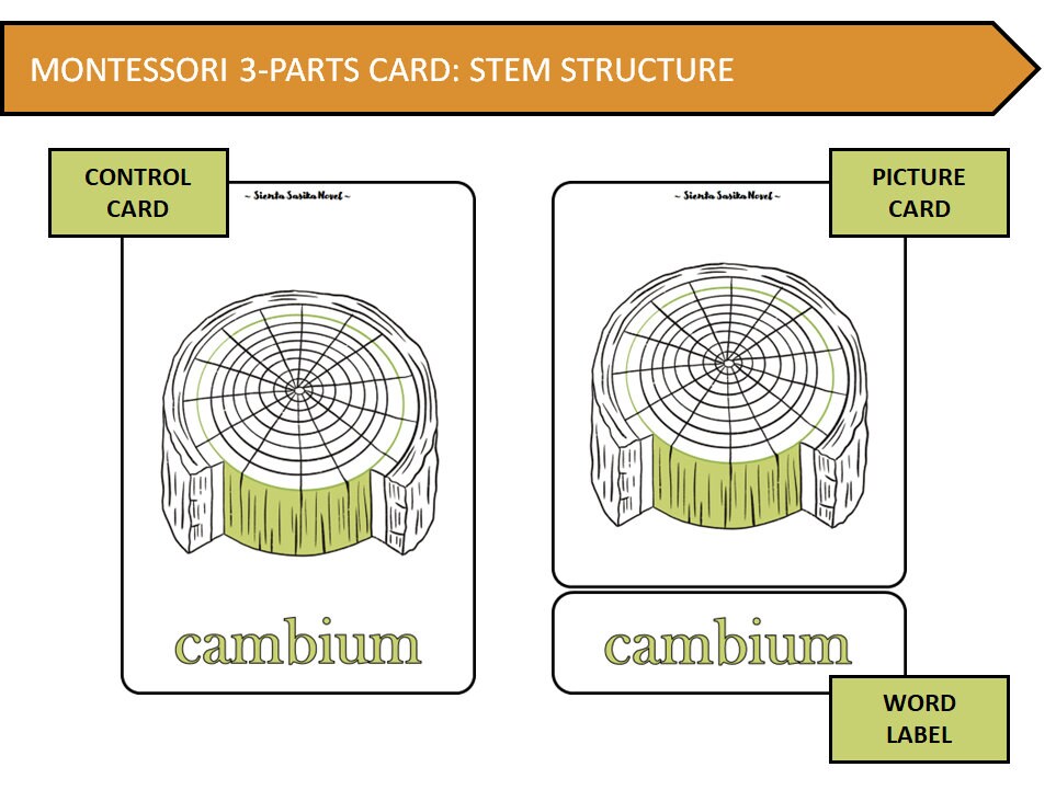 STEM STRUCTURE: Montessori 3 Parts Card and 52 Pages Worksheet | Tree ...