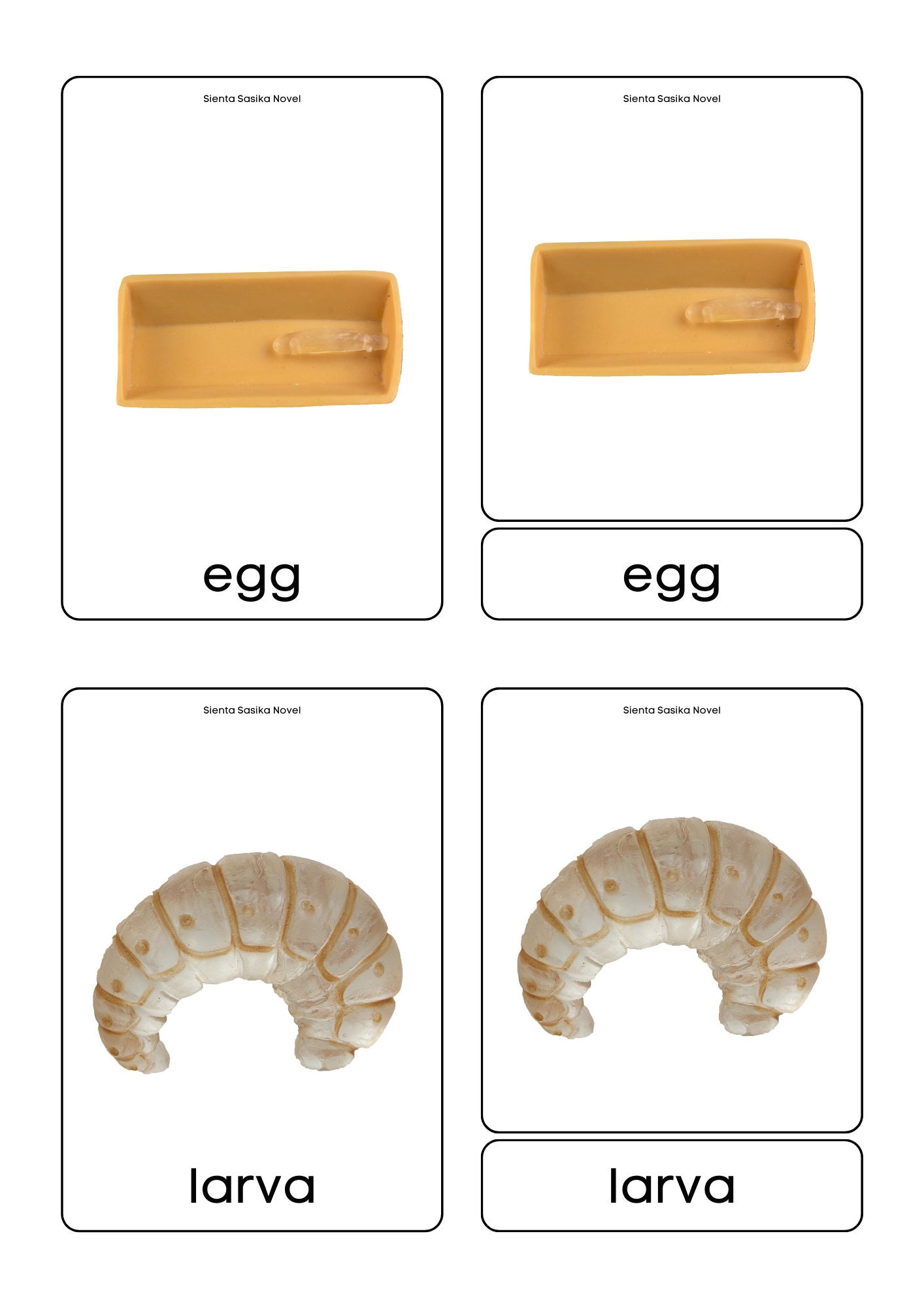 LIFE CYCLE: Honey Bee Life Cycle for Your Figurine Life Cycle Material ...