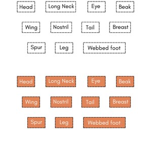 MINI STUDY: Farm Animals Body Parts Total 470 Pages Anatomy Morphology ...