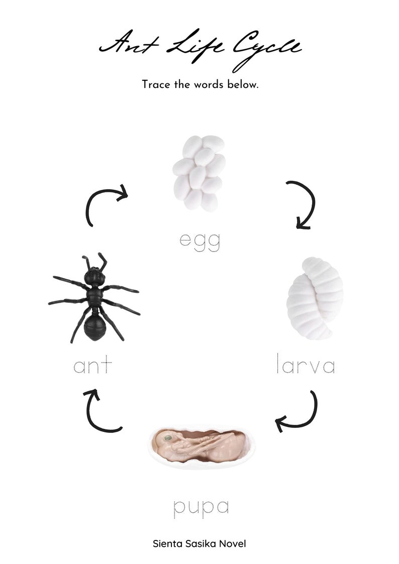 Ant Life Cycle Printable: Montessori Cards & Worksheets (PDF Files) - Etsy