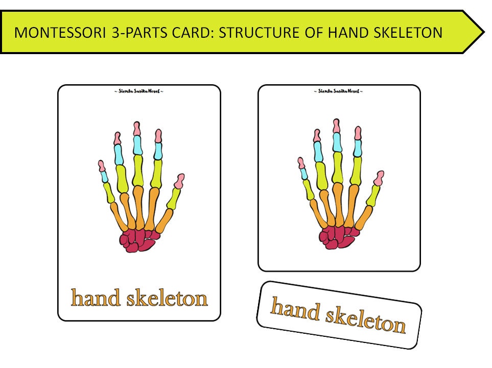 HAND SKELETON: Montessori 3 Parts Card and 42 Worksheet Pages | Hand ...