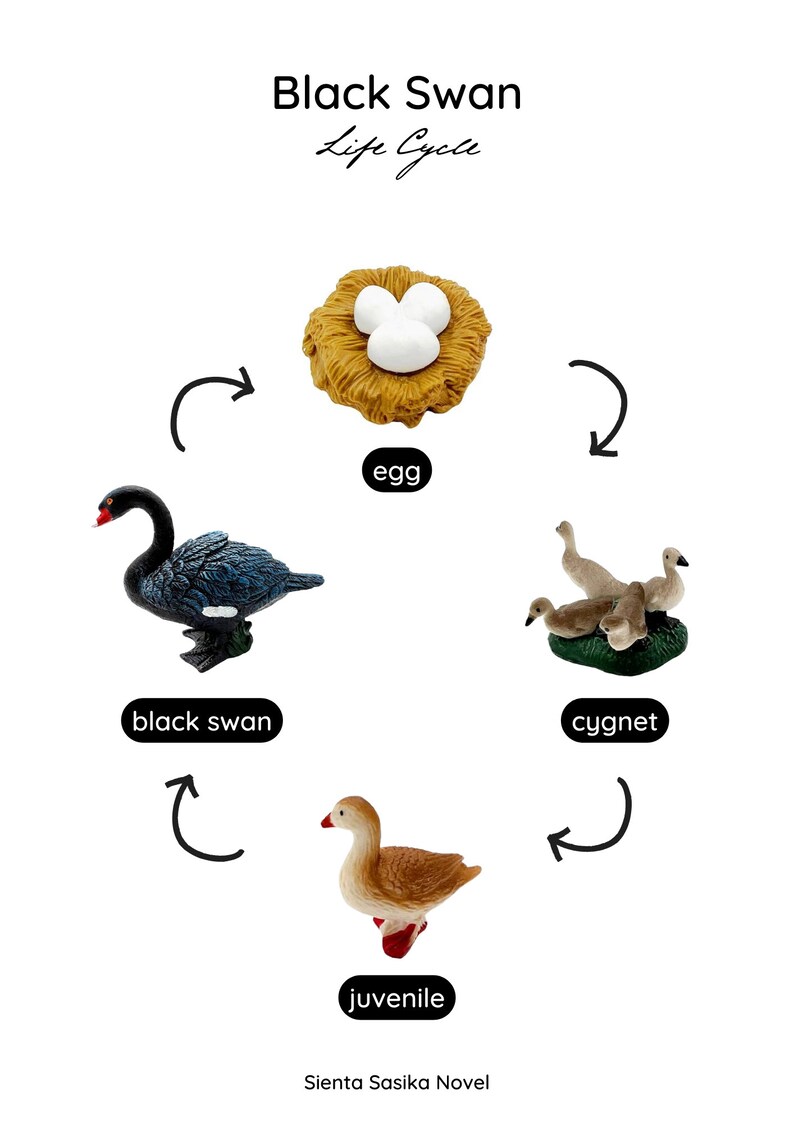LIFE CYCLE: Black Swan Life Cycle for Your Figurine Life Cycle Material | Animal Life Cycle ...