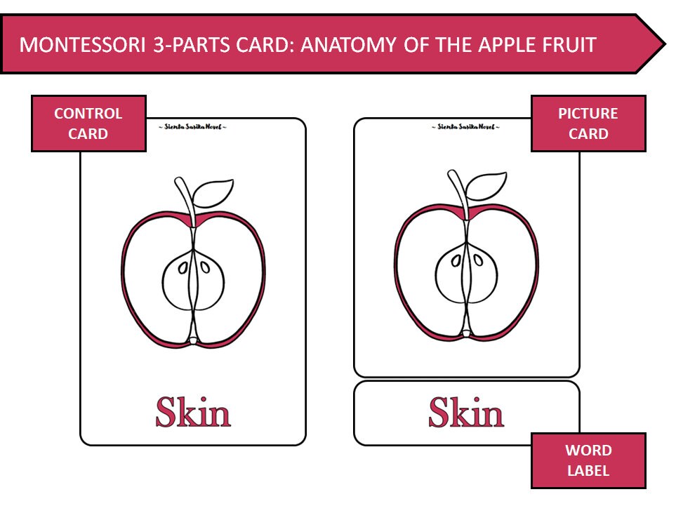 ANATOMY of THE APPLE: Montessori 3 Parts Card and 40 Pages Worksheet ...