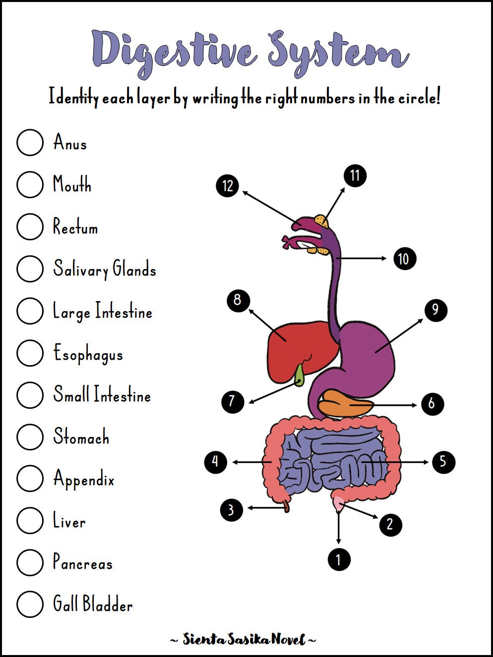 DIGESTIVE SYSTEM: Montessori 3 Parts Card and 85 Pages - Etsy