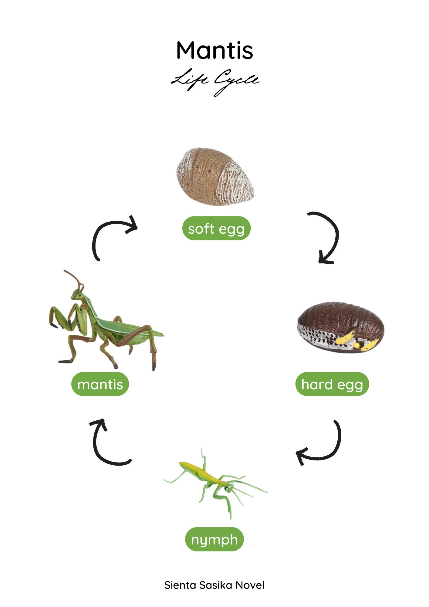 LIFE CYCLE: Mantis Life Cycle for Your Figurine Life Cycle Material ...