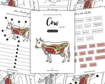 Mini Science: Learning Dog Anatomy, Animal Anatomy, Anatomy of a Dog - Etsy