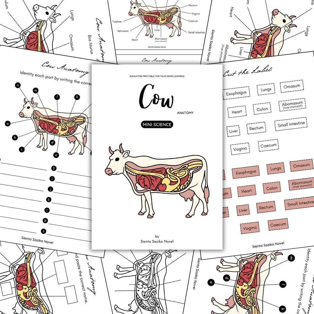 Cow Anatomy Learning Printable: Mini Science (PDF) - Etsy