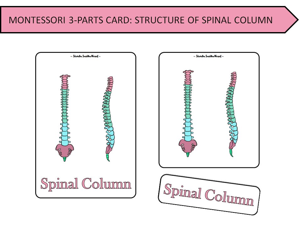 STRUCTURE of SPINAL COLUMN: Montessori 3parts Card & 69pages Worksheet ...