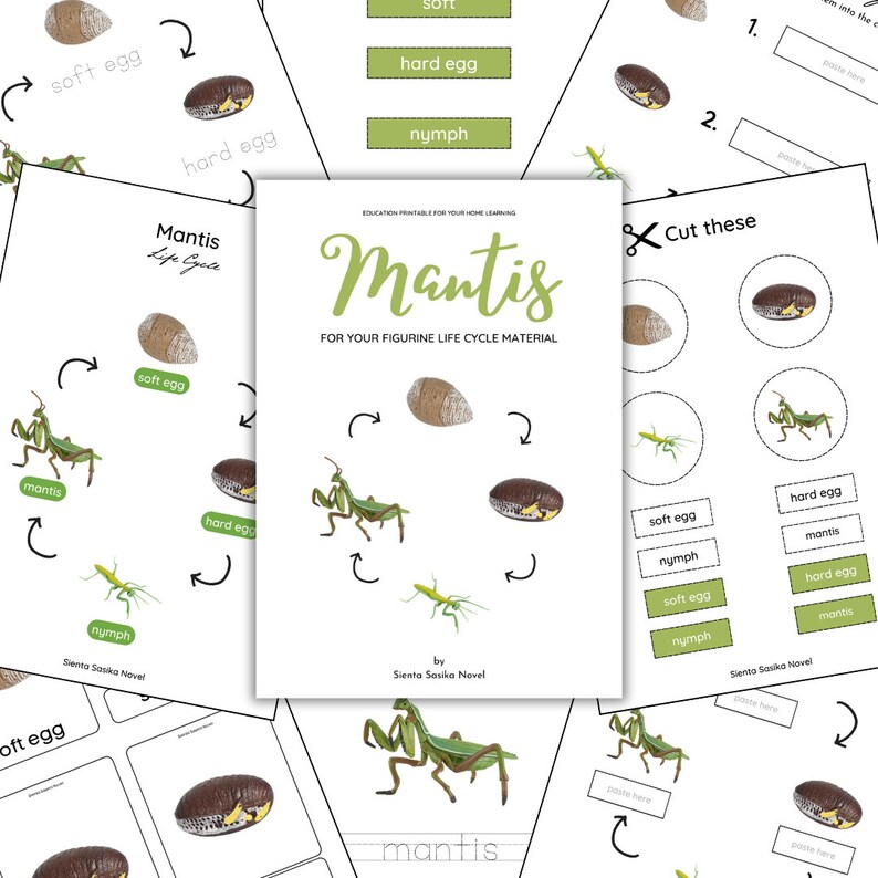 LIFE CYCLE: Mantis Life Cycle for Your Figurine Life Cycle Material ...