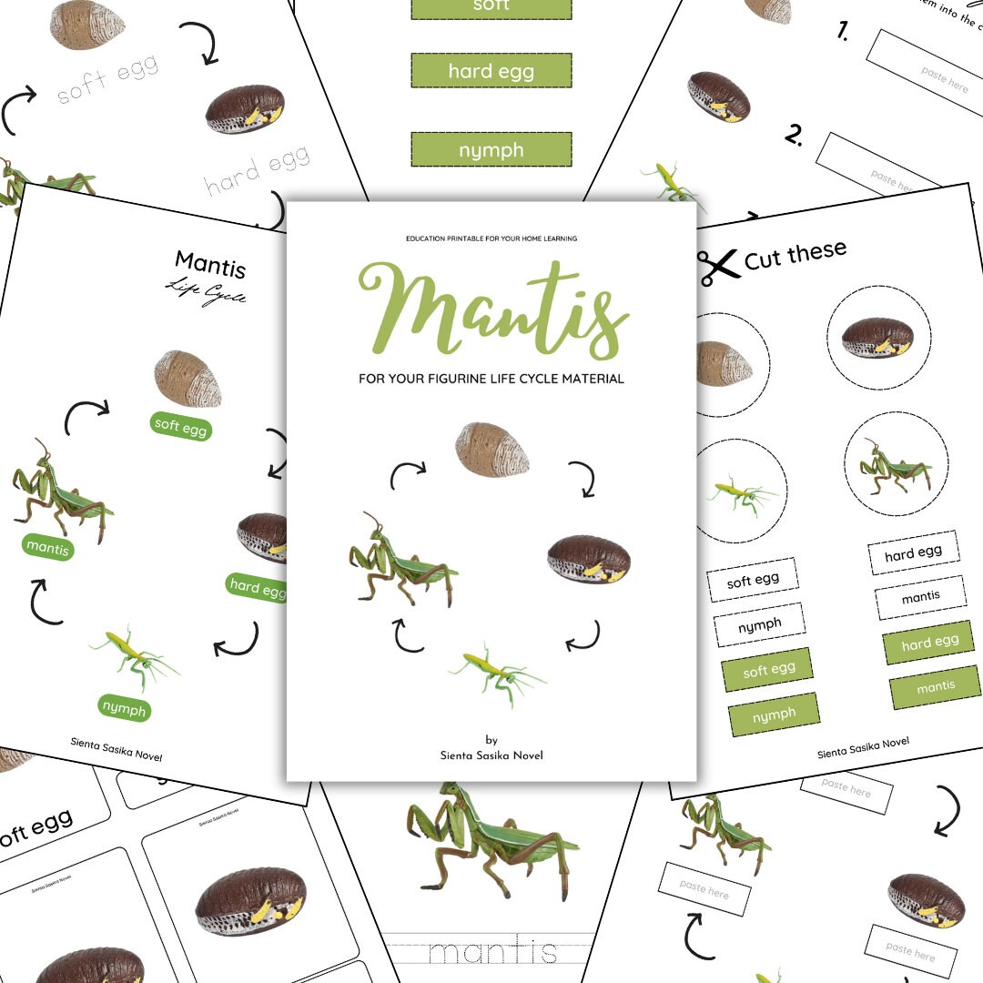 LIFE CYCLE: Mantis Life Cycle for Your Figurine Life Cycle Material ...