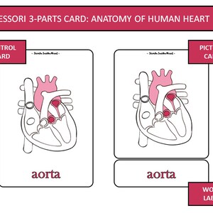 Human Heart Anatomy: Montessori 3-part Cards & Worksheets (PDF) - Etsy