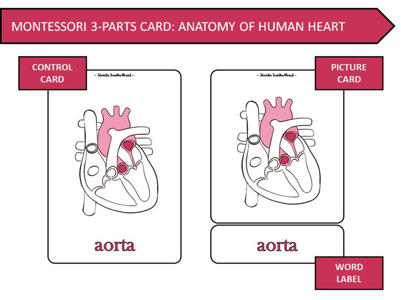 HUMAN HEART ANATOMY: Montessori 3 Parts Card and 62 Pages Worksheet ...